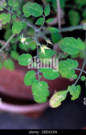 Growing tomato plant in home garden Stock Photo - Alamy