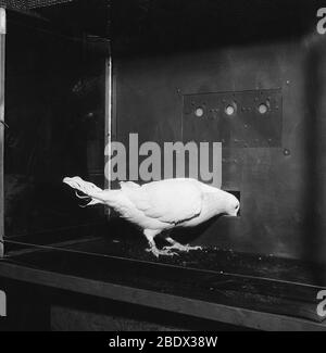 Animal Testing, Operant Conditioning, Skinner Box Stock Photo - Alamy