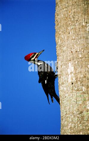 Pileated Woodpecker (Dryocopus pileatus), Aves, Pretty River Valley ...