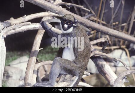 Greater white nosed spot nosed or putty nosed guenon Cercopithecus ...