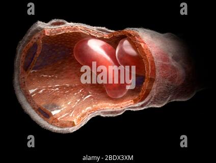 Human body blood vessel anatomy Stock Photo - Alamy