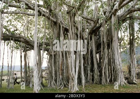banyan tree stilt roots Stock Photo - Alamy