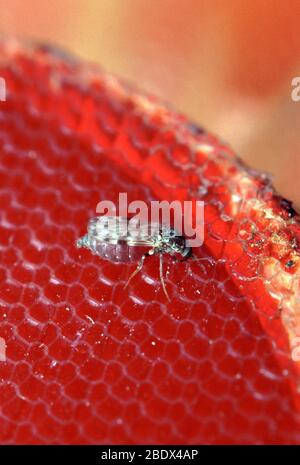 Female biting midge (Culicoides sonorensis). Biting midges are small ...