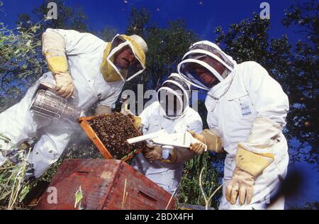 Africanized Honey Bee, Killer Bee. Beehive in a tree, Brazil Stock ...