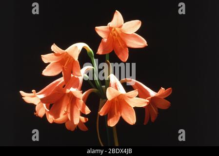 The fire lily, a Cyrtanthus hybrid flower, is shown in full bloom, with ...