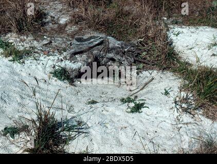 gopher tortoise hole Stock Photo - Alamy