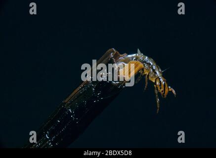Caddisfly (Trichoptera sp.) larva, with case built from Pea Mussel ...
