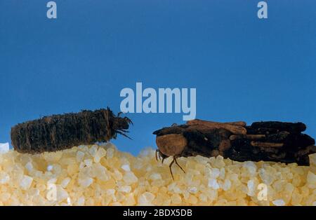 Caddisfly larval case Stock Photo - Alamy