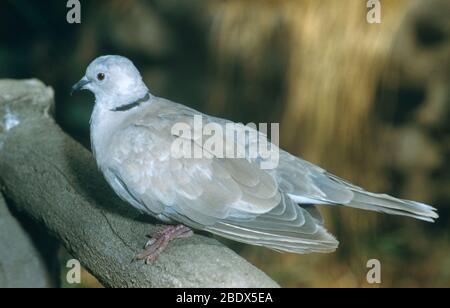 Ringed Turtle Dove Stock Photo - Alamy