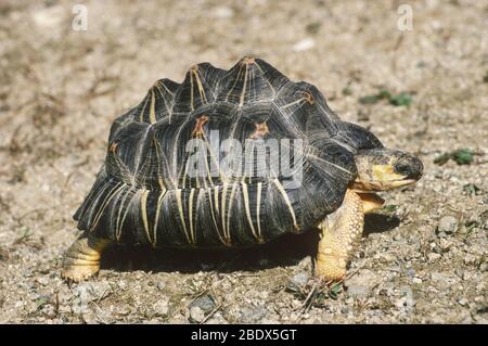 RADIATED TORTOISE Testudo radiata Endangered species Madagascar Stock ...