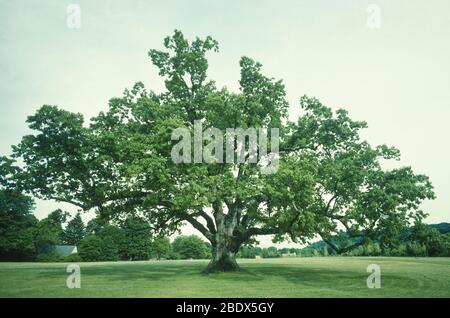 Ancient white oak (Quercus alba) and church on road from ...
