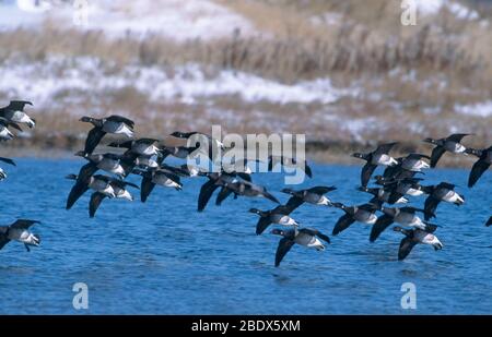 Atlantic brant geese flock in tight formation Stock Photo - Alamy