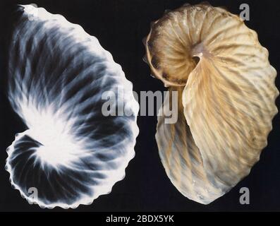 Nautilus shell x-ray Stock Photo - Alamy