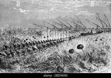 Central Africa, Sudd Swamp, 19th Century Stock Photo - Alamy