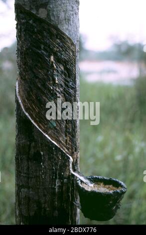 Hevea brasiliensis, rubber tree, sharinga tree, bucket collecting latex ...