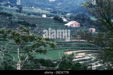 Taiwan countryside landscape. Rice fields and homes of Fuli Township ...