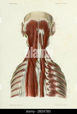 Human Neck and Back Muscles, Posterior, 1844 Stock Photo - Alamy