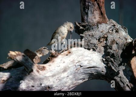 Woodpecker Finch (Camarhynchus pallidus) using a tool to dislodge a ...