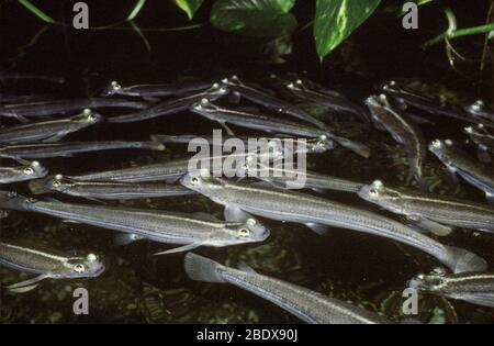 Four-eyed fish, Anableps sp., captive Stock Photo - Alamy
