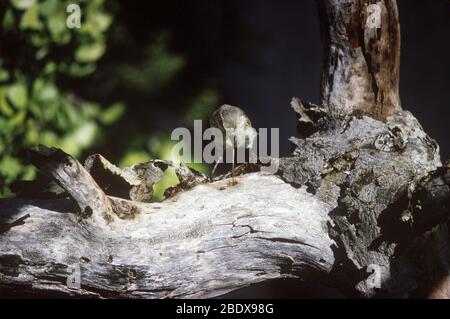 Woodpecker Finch (Camarhynchus pallidus) using a tool to dislodge a ...