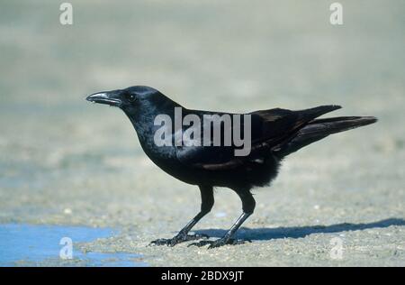 Fish Crow (Corvus ossifragus), Aves, Orlando Stock Photo - Alamy