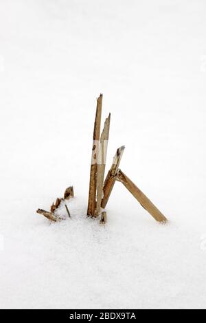 rice stubble in the snow north china Stock Photo - Alamy