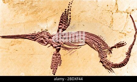 Ichthyosaur, extinct marine reptile from Early Triassic to Late ...