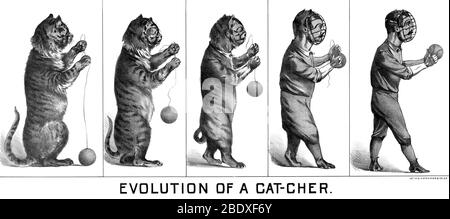 Evolution of a cat-cher Stock Photo - Alamy