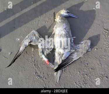 Garbage and debris fishing line and litter scattered along the bottom ...