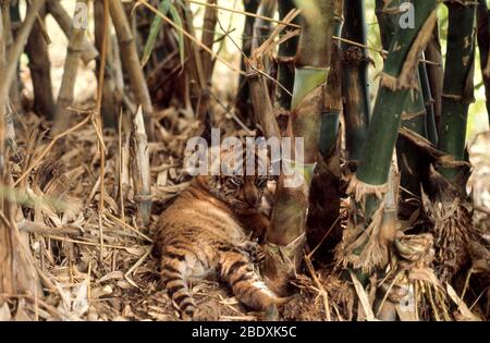Tiger cub in the wild. Baby animal in green grass on waterfall ...