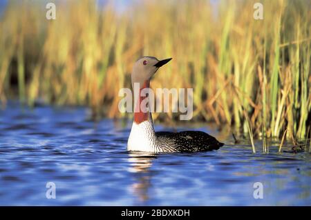 red-throated loon (North America) or red-throated diver (Britain and ...