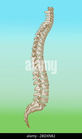 SPINAL COLUMN, DRAWING Stock Photo - Alamy