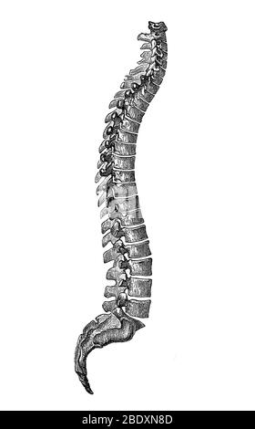 Illustration of the Vertebral Column. This is a lateral view (labelled ...