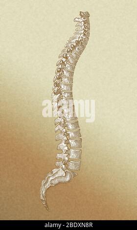 SPINAL COLUMN, DRAWING Stock Photo - Alamy