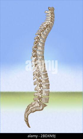 SPINAL COLUMN, DRAWING Stock Photo - Alamy