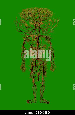 Arterial Tree, Illustration Stock Photo - Alamy