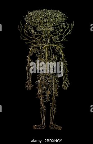 Arterial Tree, Illustration Stock Photo - Alamy