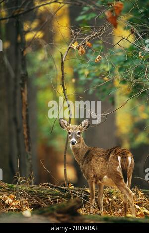 Pennsylvania wildlife- deer Stock Photo - Alamy