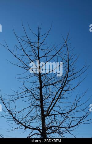 Branches of ginkgo biloba in winter. The branches of a tree without ...