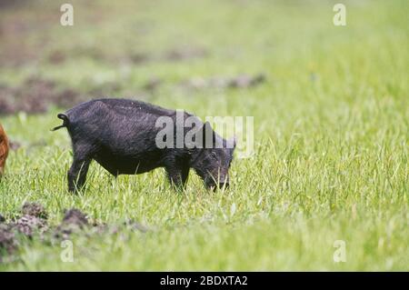 Florida wild hog pig animal razorback piney woods rooter Stock Photo ...