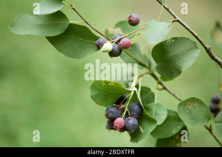 amelanchier alnifolia saskatoon berry serviceberry sarvisberry ...