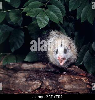 Moonrat, Echinosorex gymnura. Raffles' moonrat. Handcoloured ...
