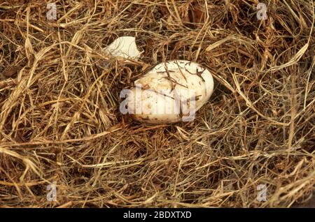 Alligator Hatching Sequence, 2 of 3 Stock Photo - Alamy