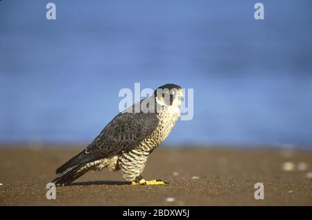 peregrine falcon (Falco peregrinus), subadult Peregrine Falcon possibly ...