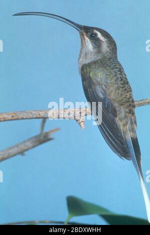 Long-tailed hermit (Phaethornis superciliosus) flying to forest ...