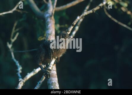 Hoatzin (Opisthocomus hoazin) chick has claws on its wings to grip and ...