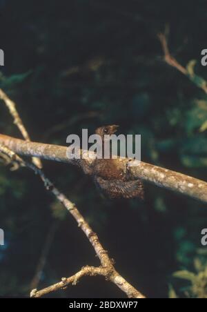 Hoatzin (Opisthocomus hoazin) chick has claws on its wings to grip and ...