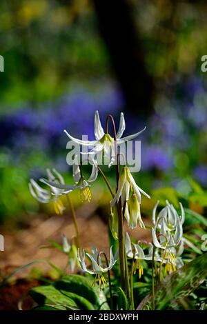 erythronium howellii, fawn lily, dogstooth violet,white, flowers ...