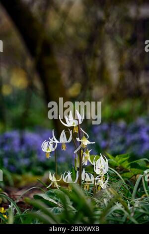 erythronium howellii, fawn lily, dogstooth violet,white, flowers ...