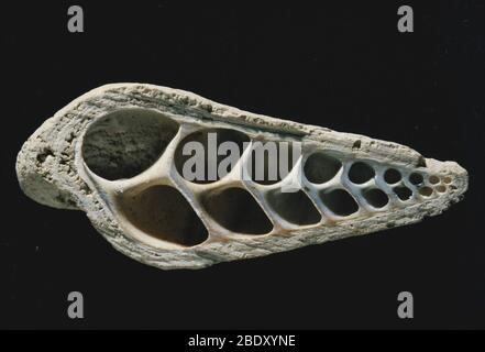 Fossil Sea snail (marine gastropod) - Turritella terebra - Miocene ...